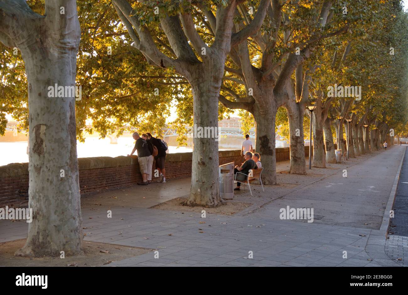 Plane trees hi-res stock photography and images - Alamy