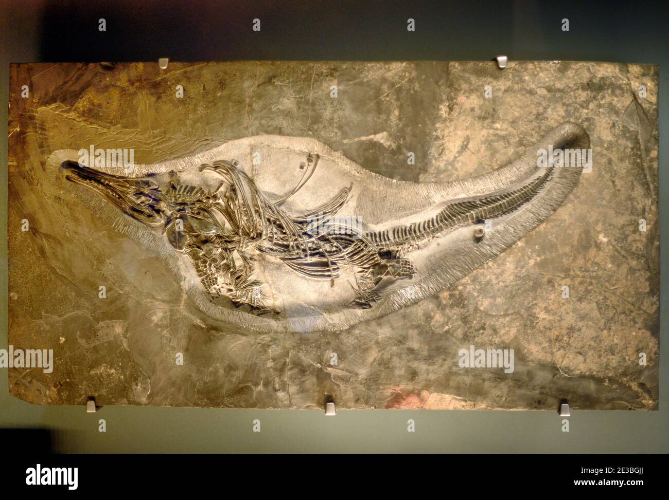 Skeleton fish skeleton hi-res stock photography and images - Alamy