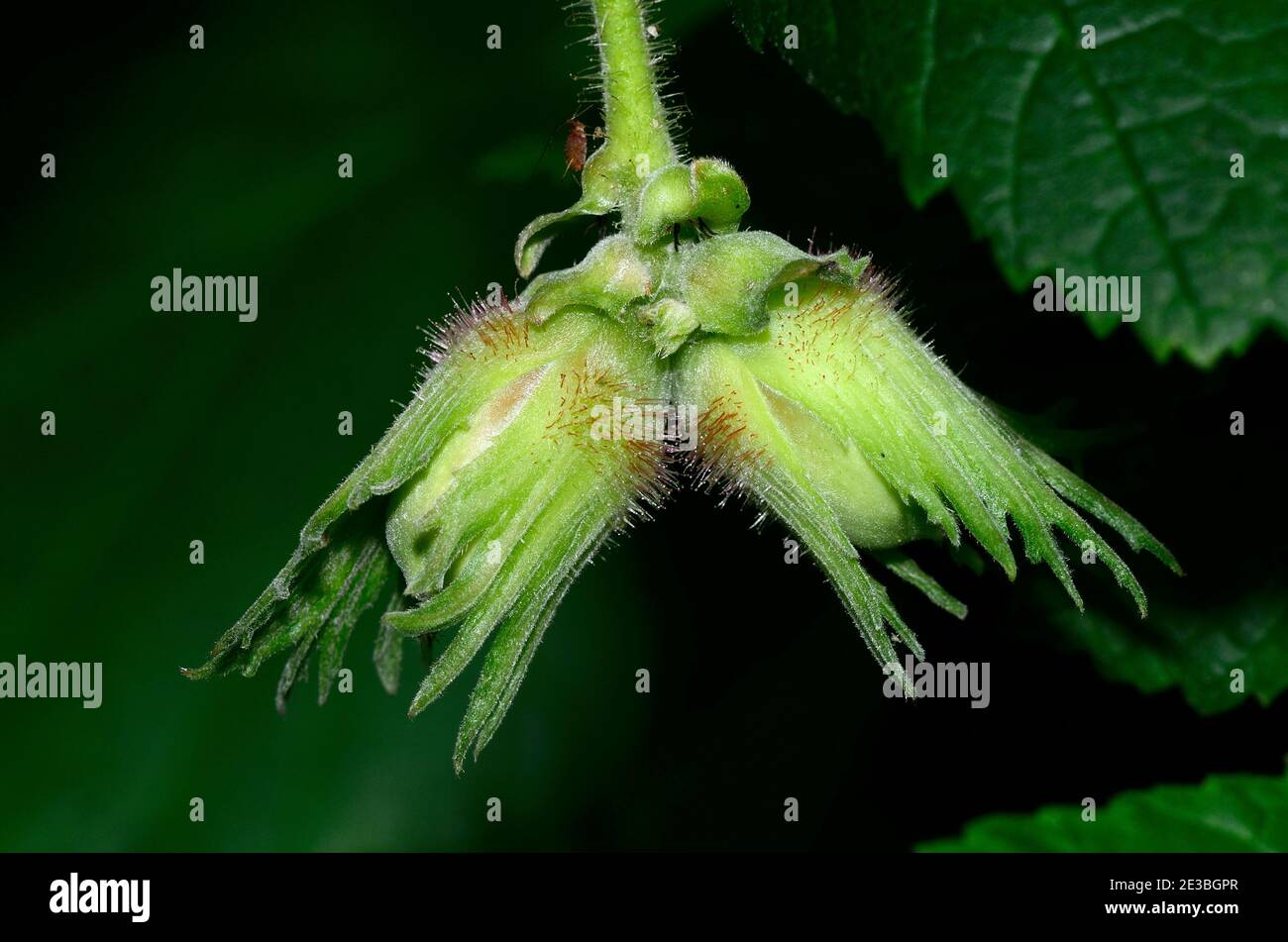 Hazel nuts uk hi-res stock photography and images - Alamy
