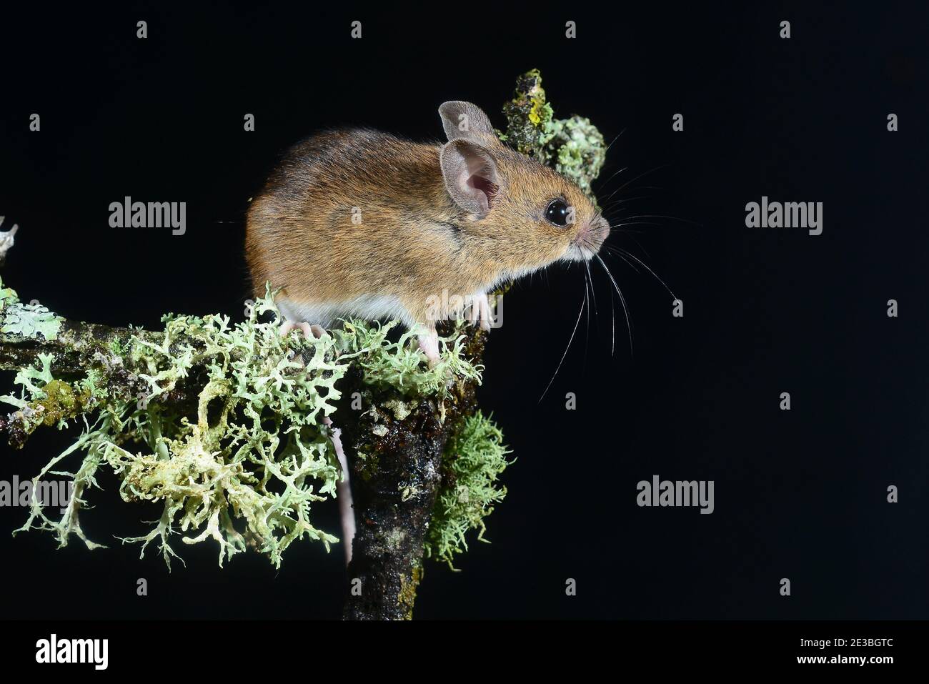 wood mouse apodemus sylvaticus Stock Photo - Alamy