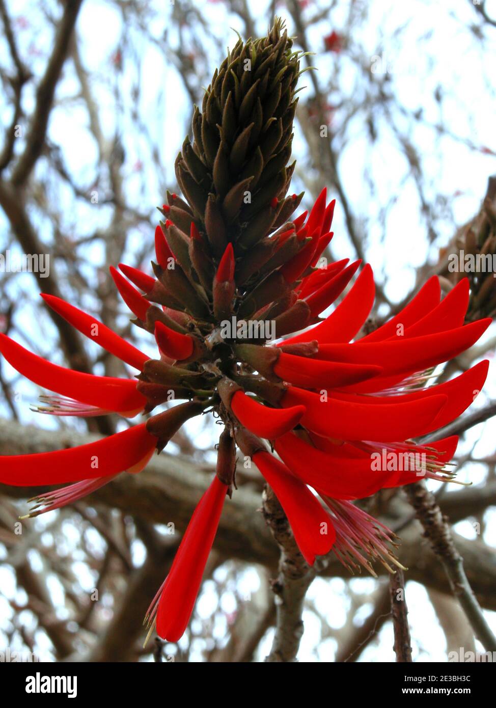 Flowers of Coral Tree (Erythrina), also known as the Flame Tree ...