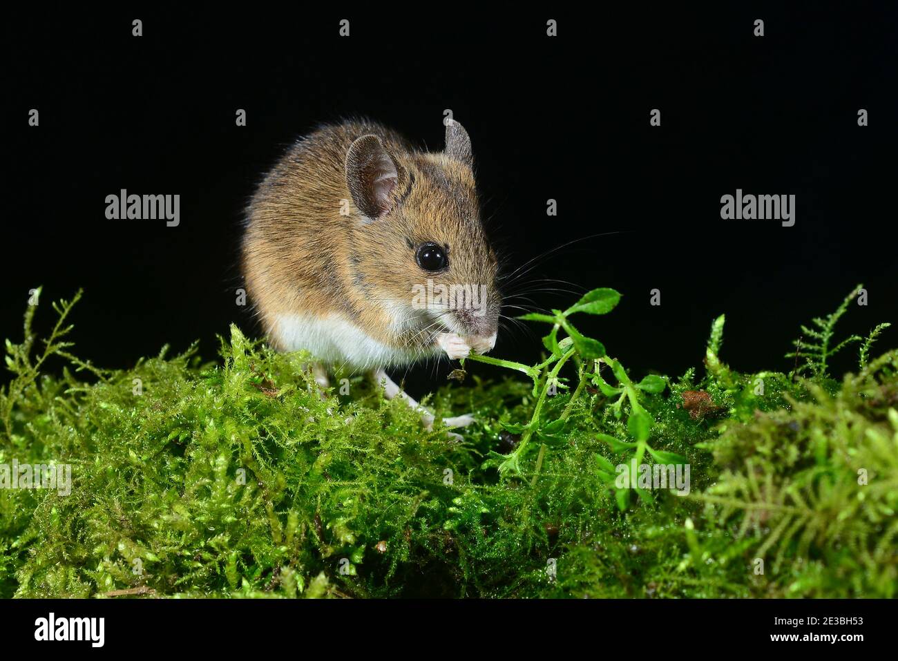 wood mouse apodemus sylvaticus Stock Photo - Alamy