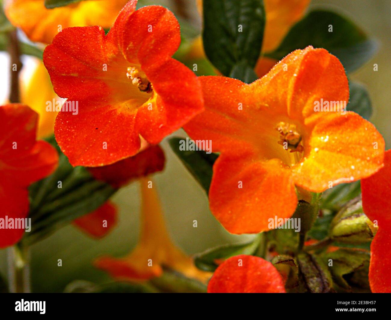 Close-up of Lantana (aka Shrub Verbena) growing in a garden in New ...