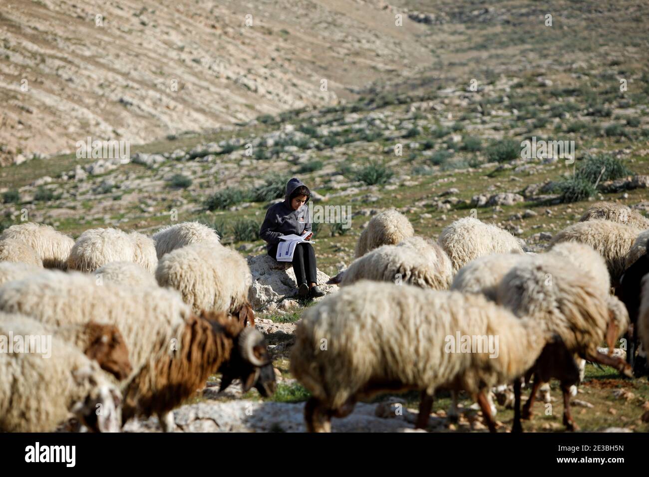 Bedouin sheep jordan hi-res stock photography and images - Alamy