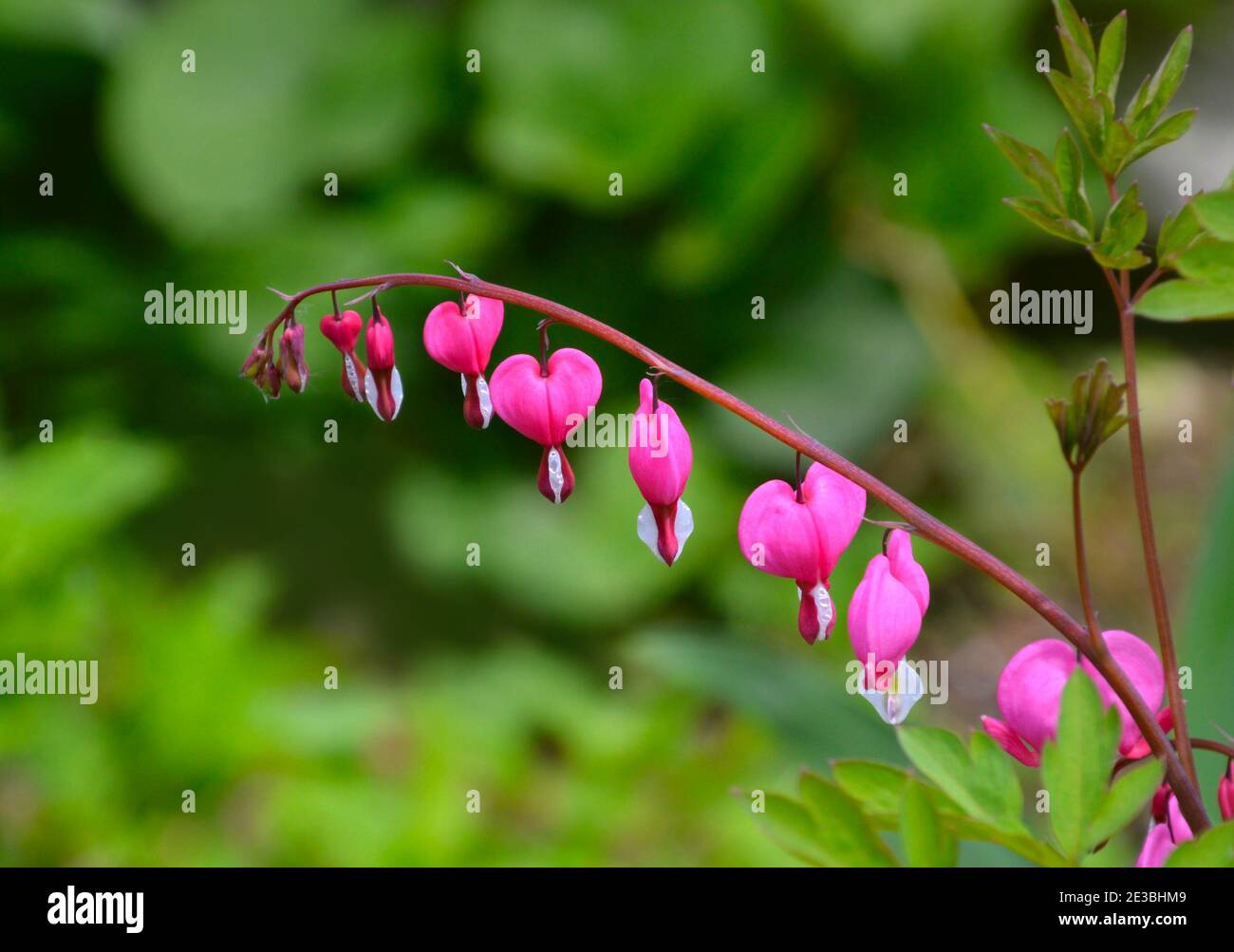 Heart bleeding hi-res stock photography and images - Alamy