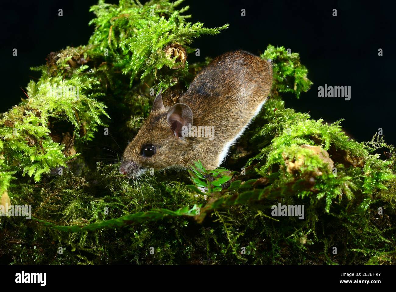 wood mouse apodemus sylvaticus Stock Photo - Alamy