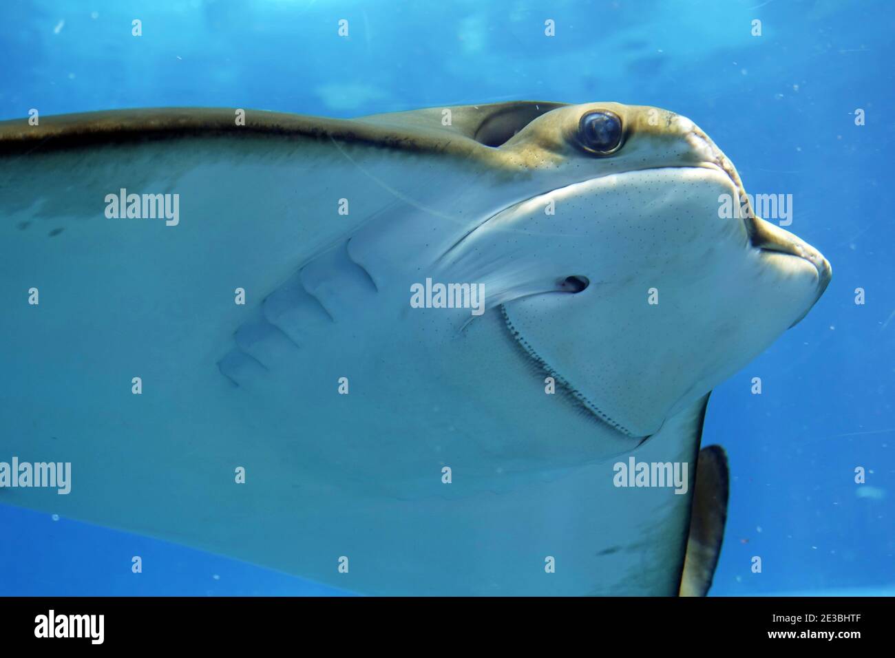 Close up beautiful stingray in the blue ocean. Smiling Stingray swimms ...