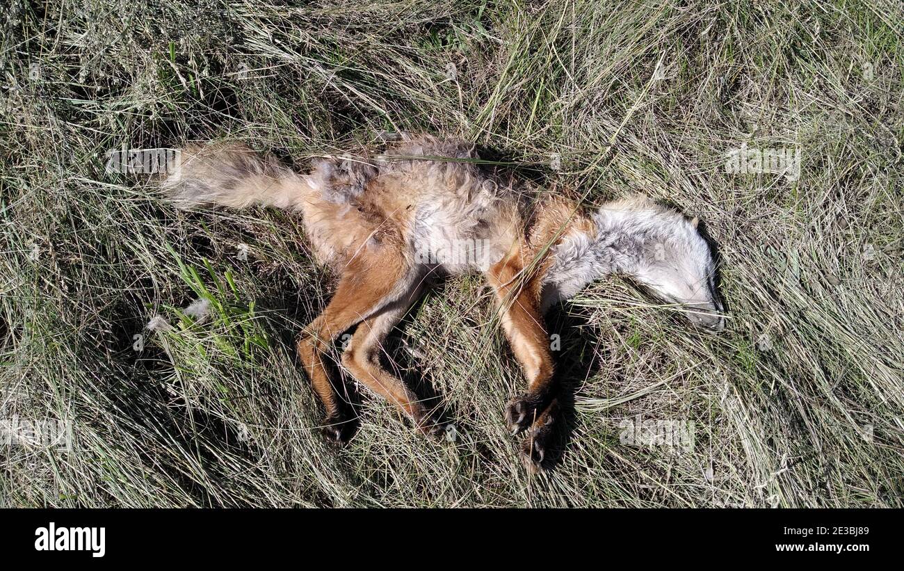 The body of a dead fox. The dead animal decomposes on the grass Stock ...
