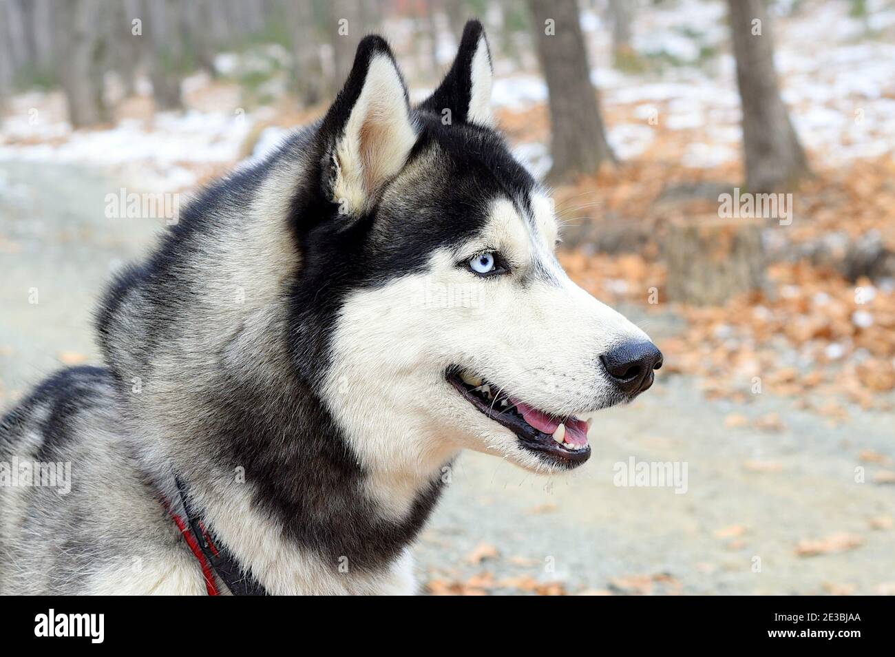 Portrait of young siberian husky looking away Stock Photo - Alamy