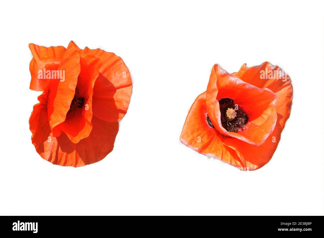 Big red poppy flower in a close-up. Beautiful flower with red petals ...