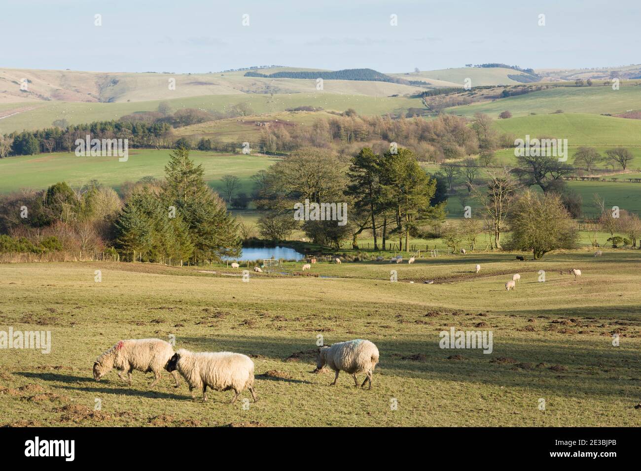England Landscape Sheep