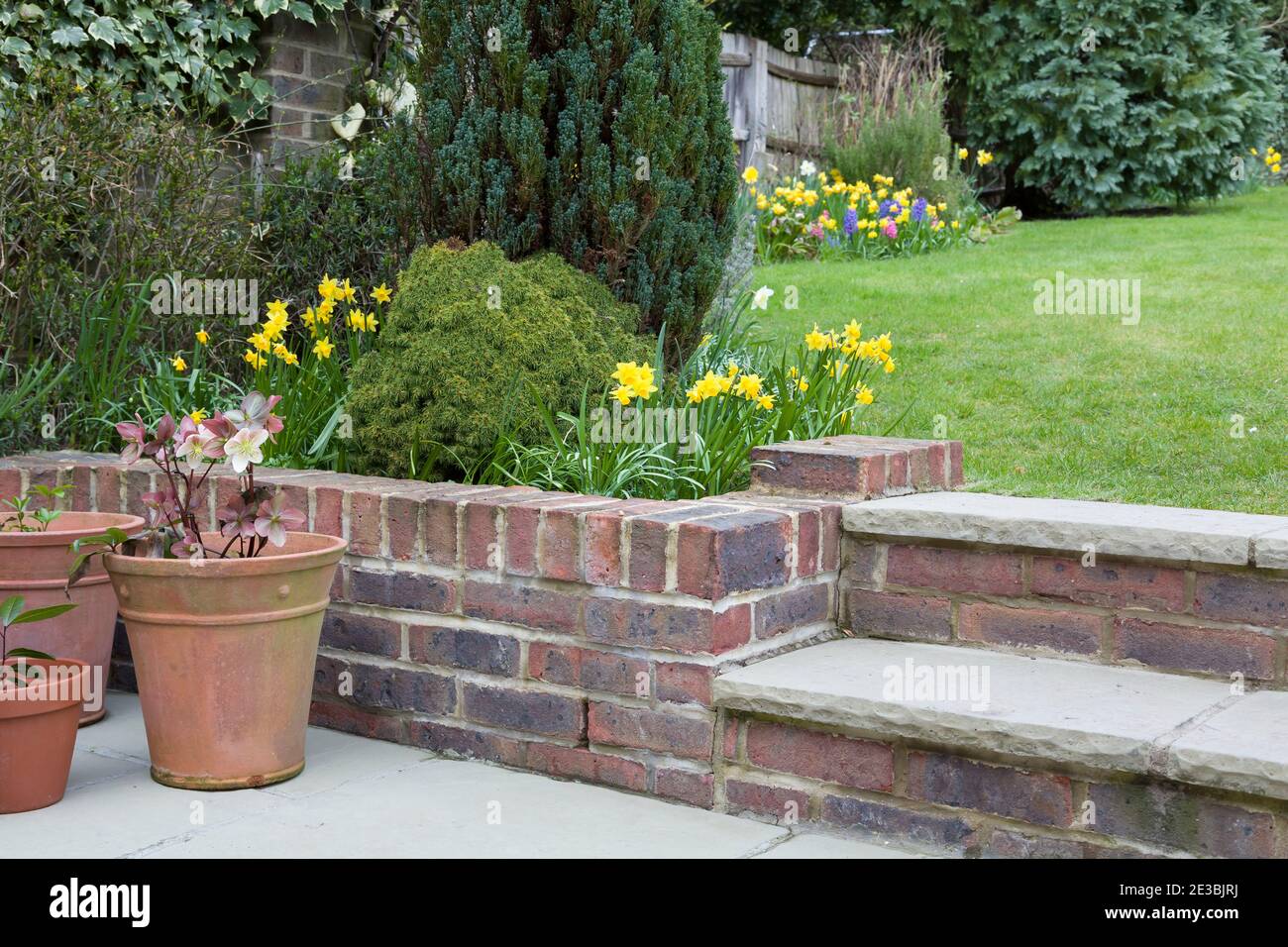 Spring border hellebores hi-res stock photography and images - Alamy