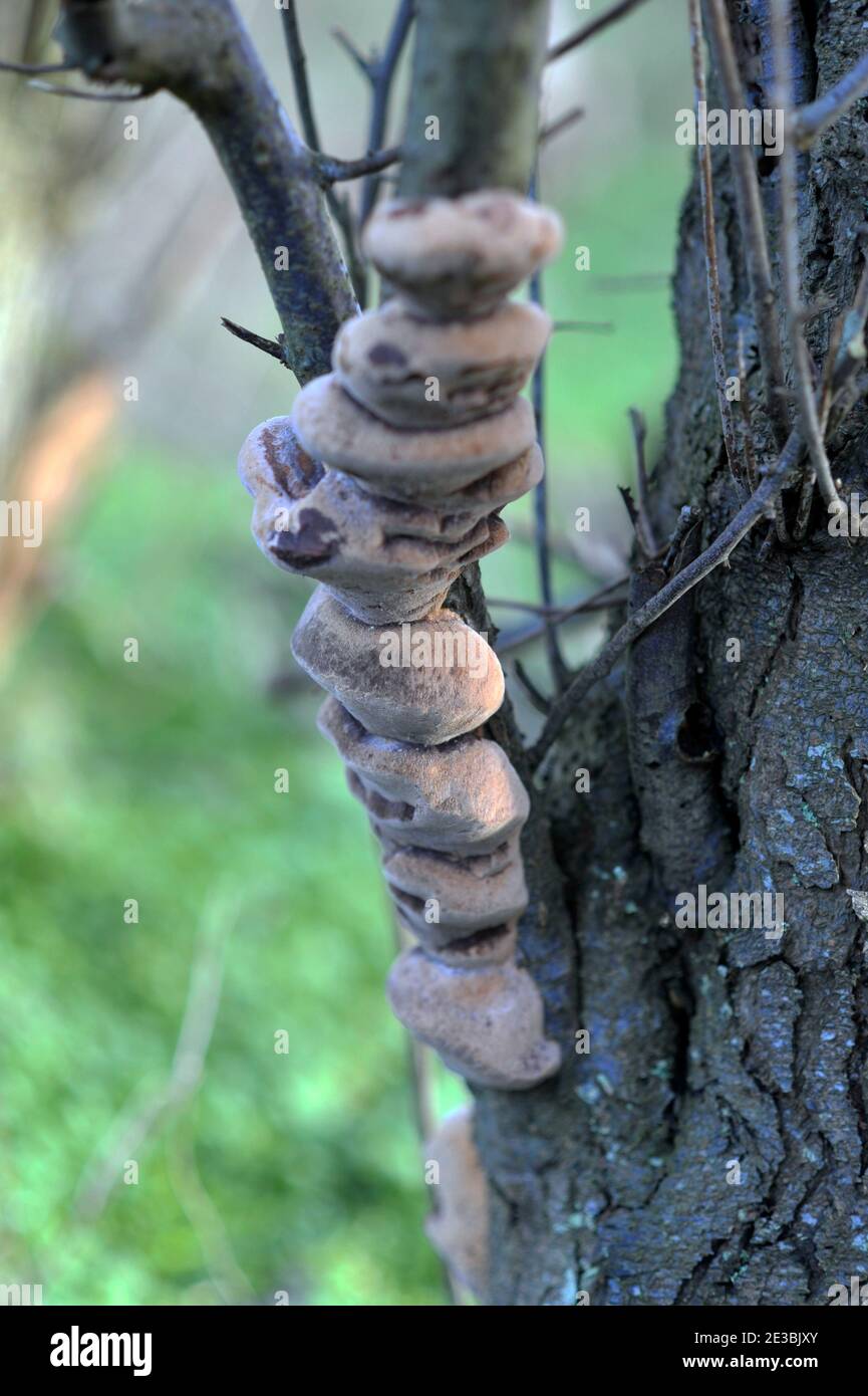 Dead tree fungus hi-res stock photography and images - Alamy