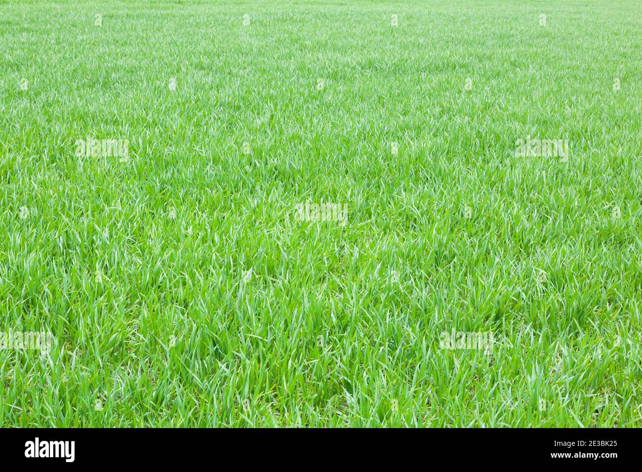 Long grass texture hi-res stock photography and images - Alamy