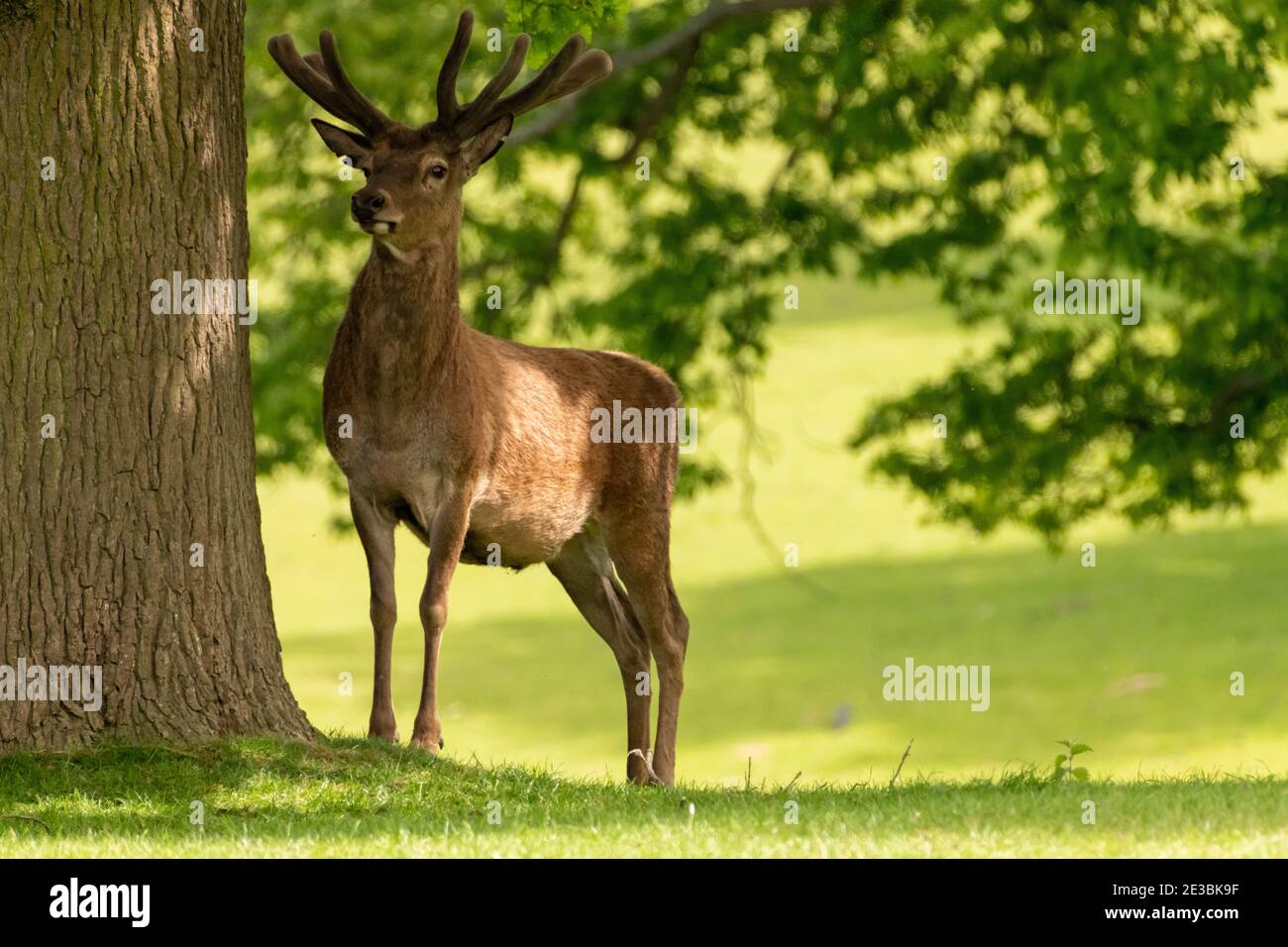 Deer standing under a tree taken in the UK at a deer park Stock Photo ...