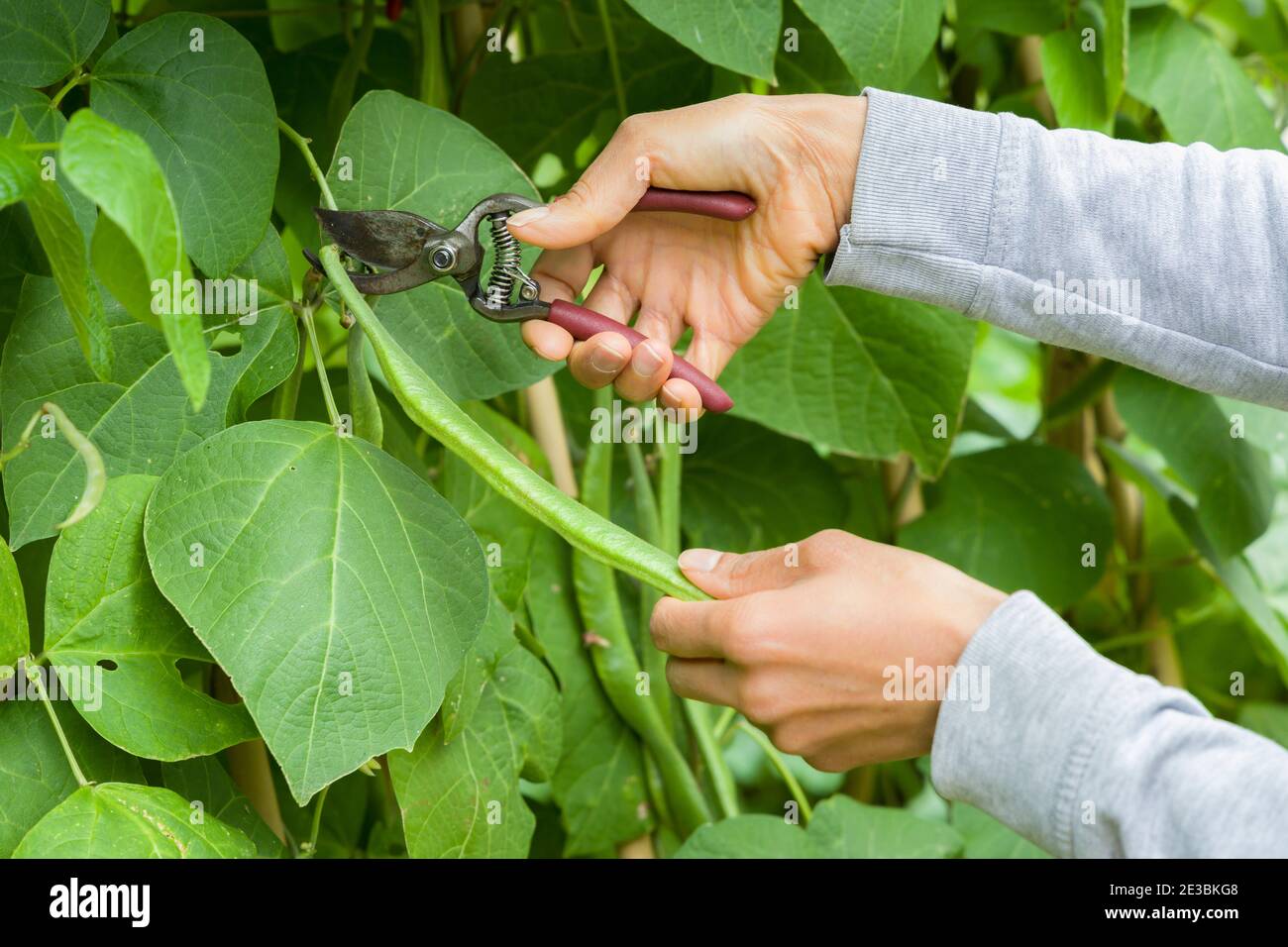 Woman picking runner beans with secateurs from a runner bean plant in a ...