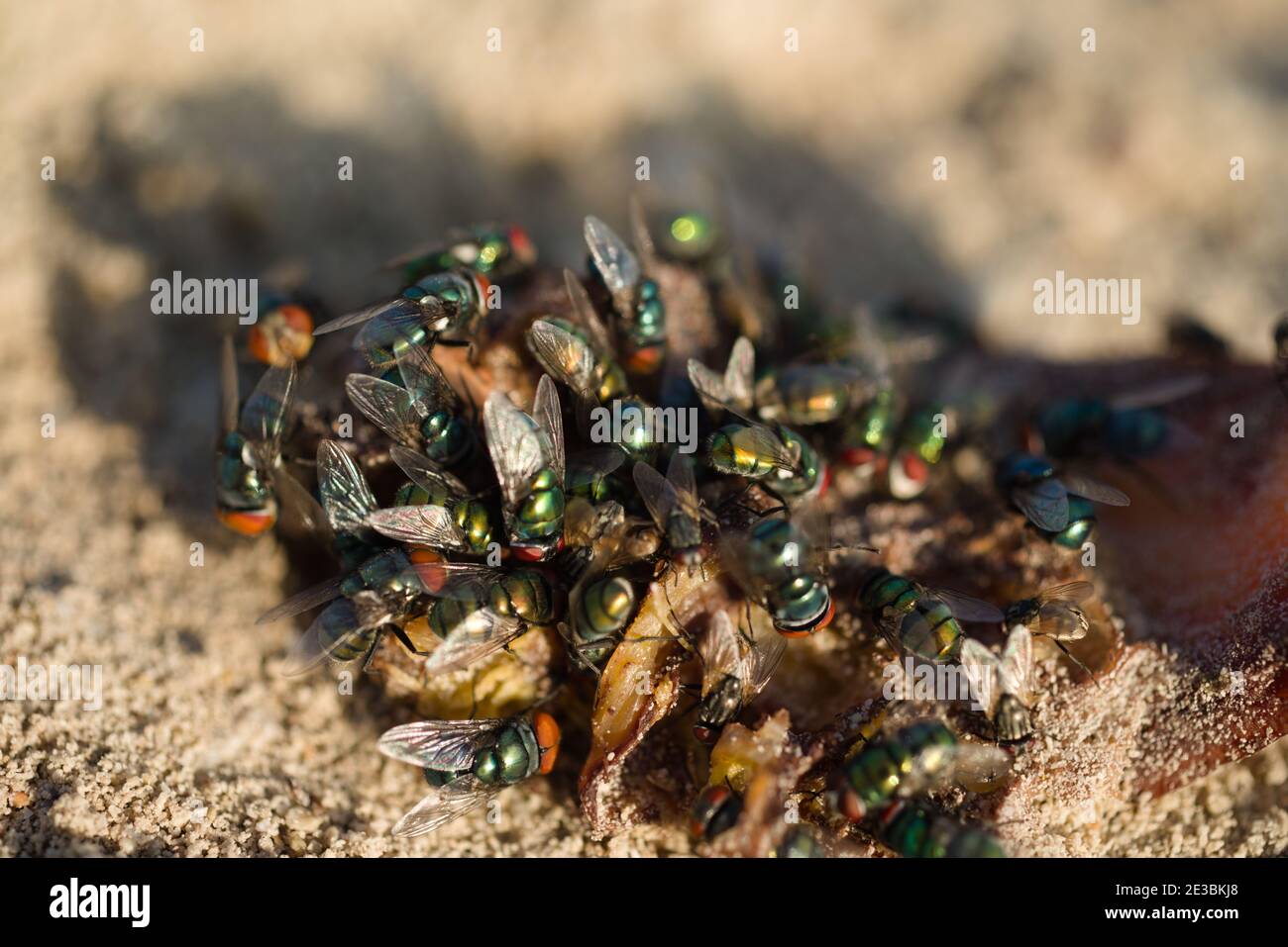 Shallow focus shof a group of flies attacking a discarded fruit, Qatar ...