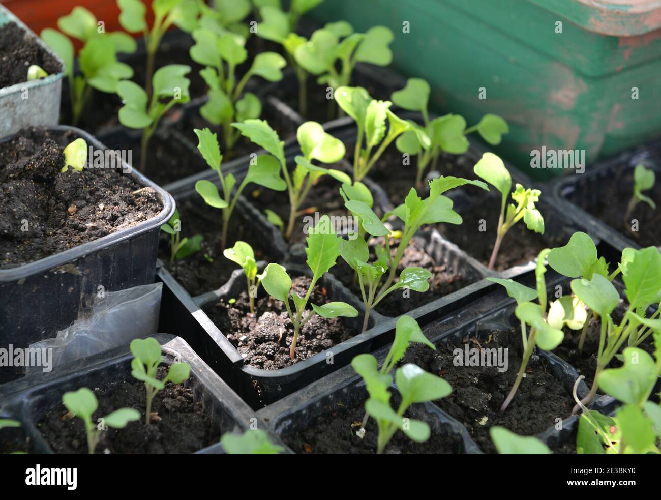 Young seedlings of cabbage in pots with soil outside. Vintage botanical ...