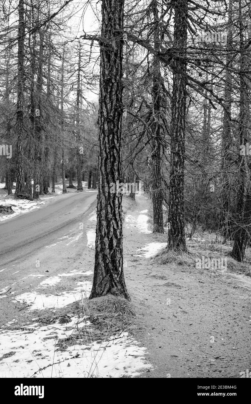 Vertical grayscale shot of dry trees on the Val Fex in Engadine ...