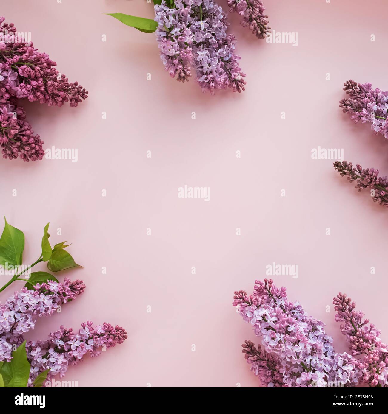 Purple lilac spring flowers on pastel background Stock Photo - Alamy