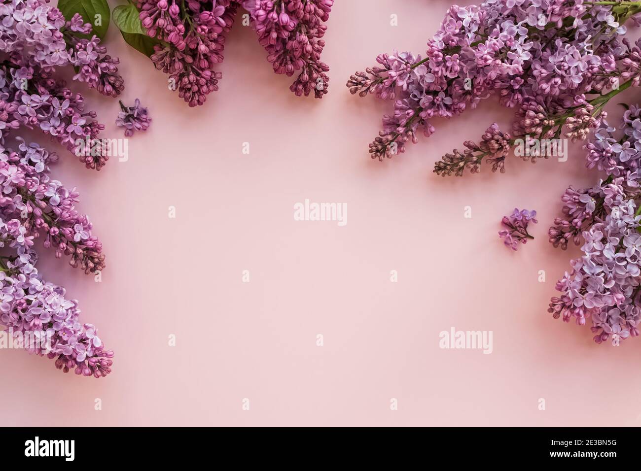 Purple lilac spring flowers on pastel background Stock Photo - Alamy