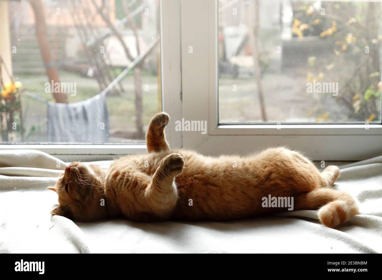 Curled Up On Its Back High Resolution Stock Photography and Images - Alamy