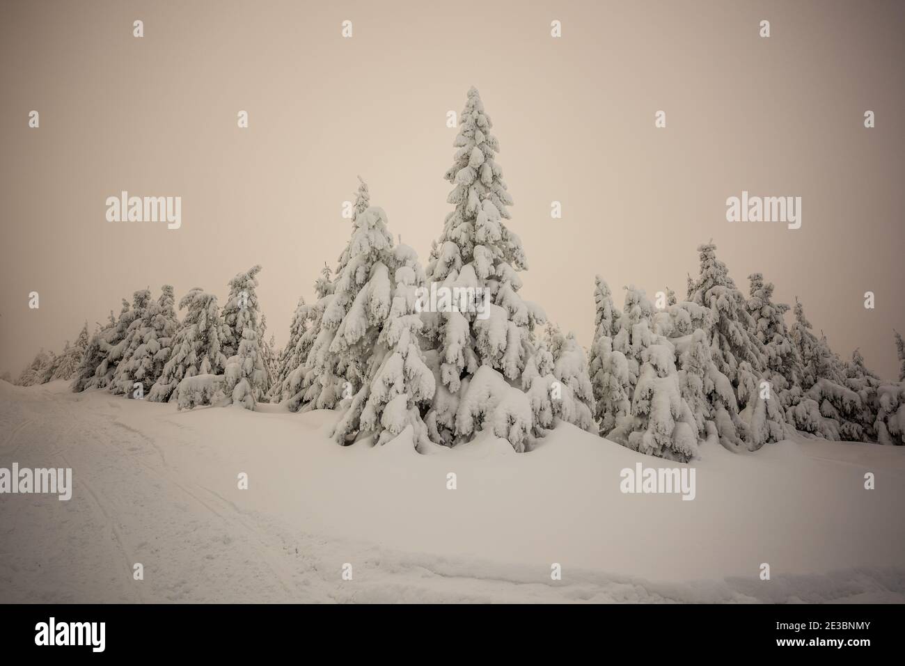 Old vintage image of winter forest and sky. Artistic background in ...