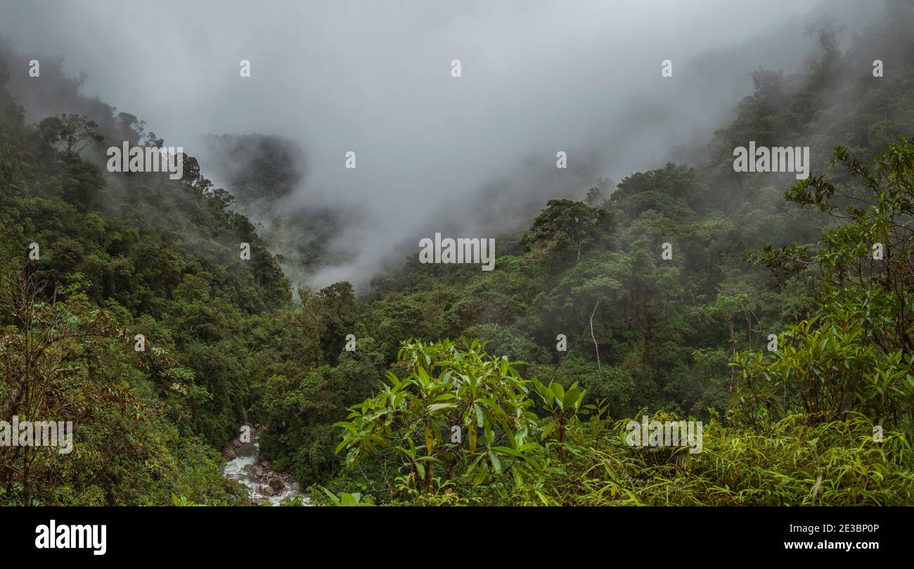 Peru Cloud Forest