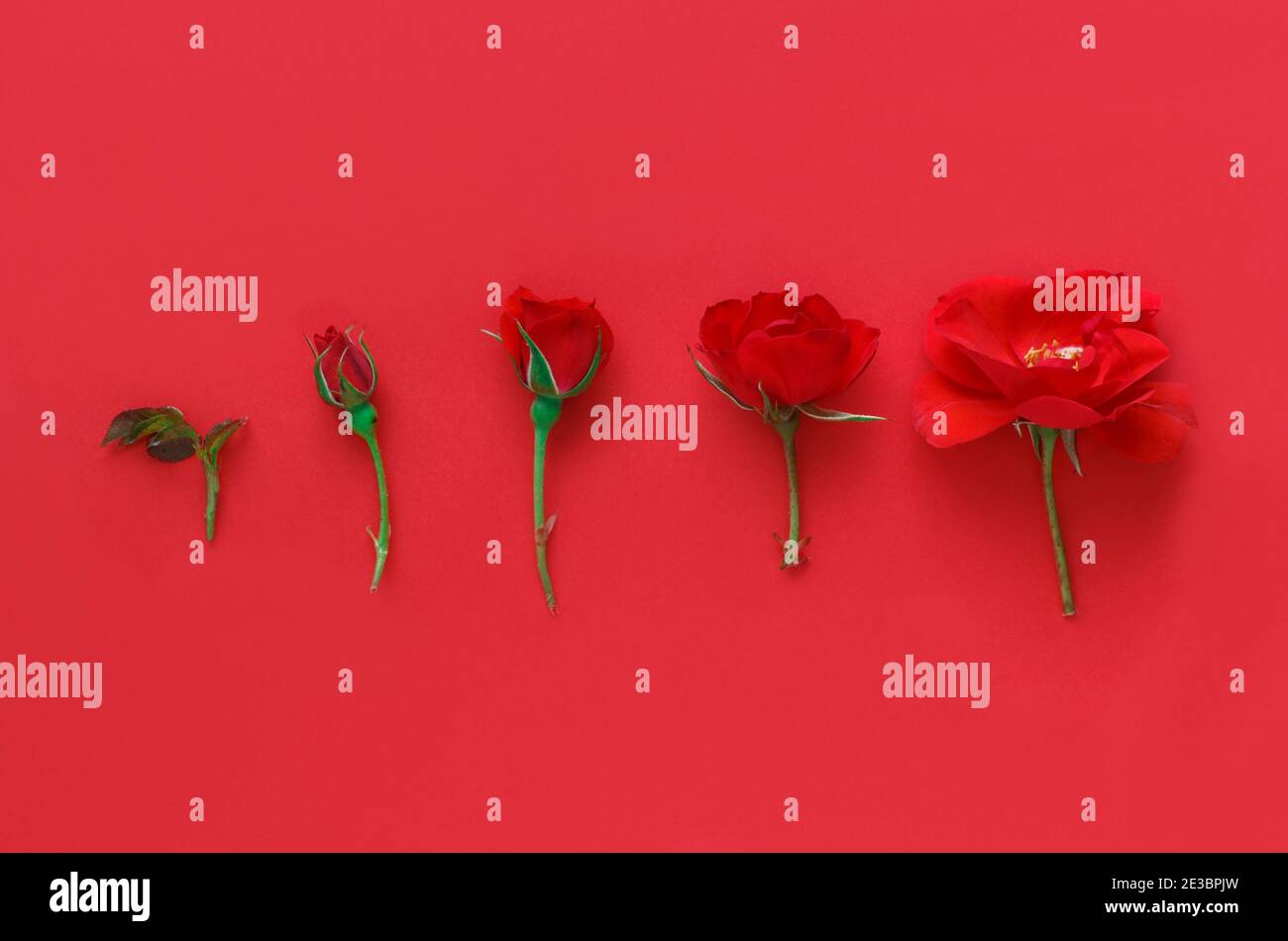 Five 5 roses hi-res stock photography and images - Alamy