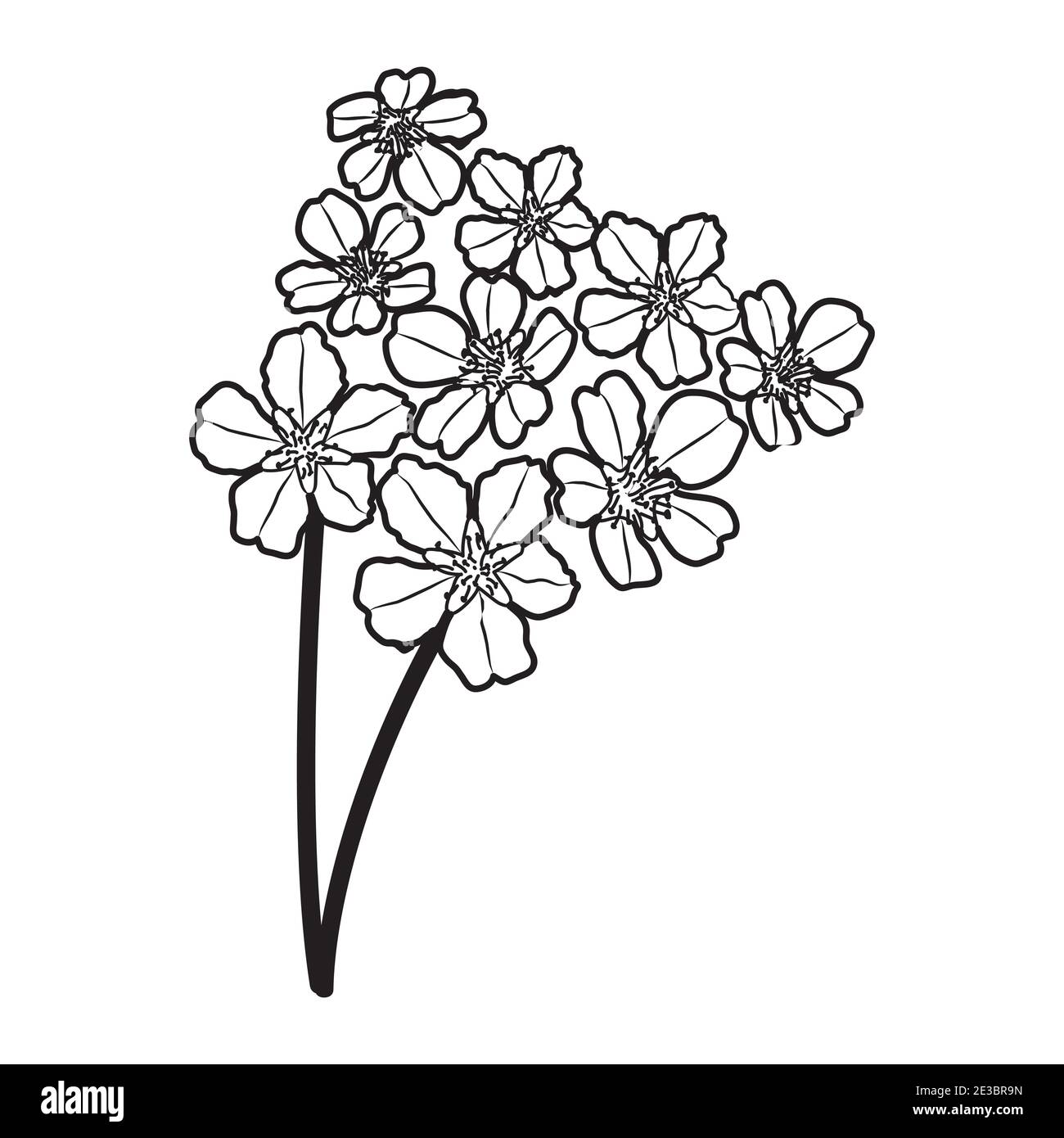 Almond Floral Hand Drawn. Vector Design Illustration Sign Logo Stock ...