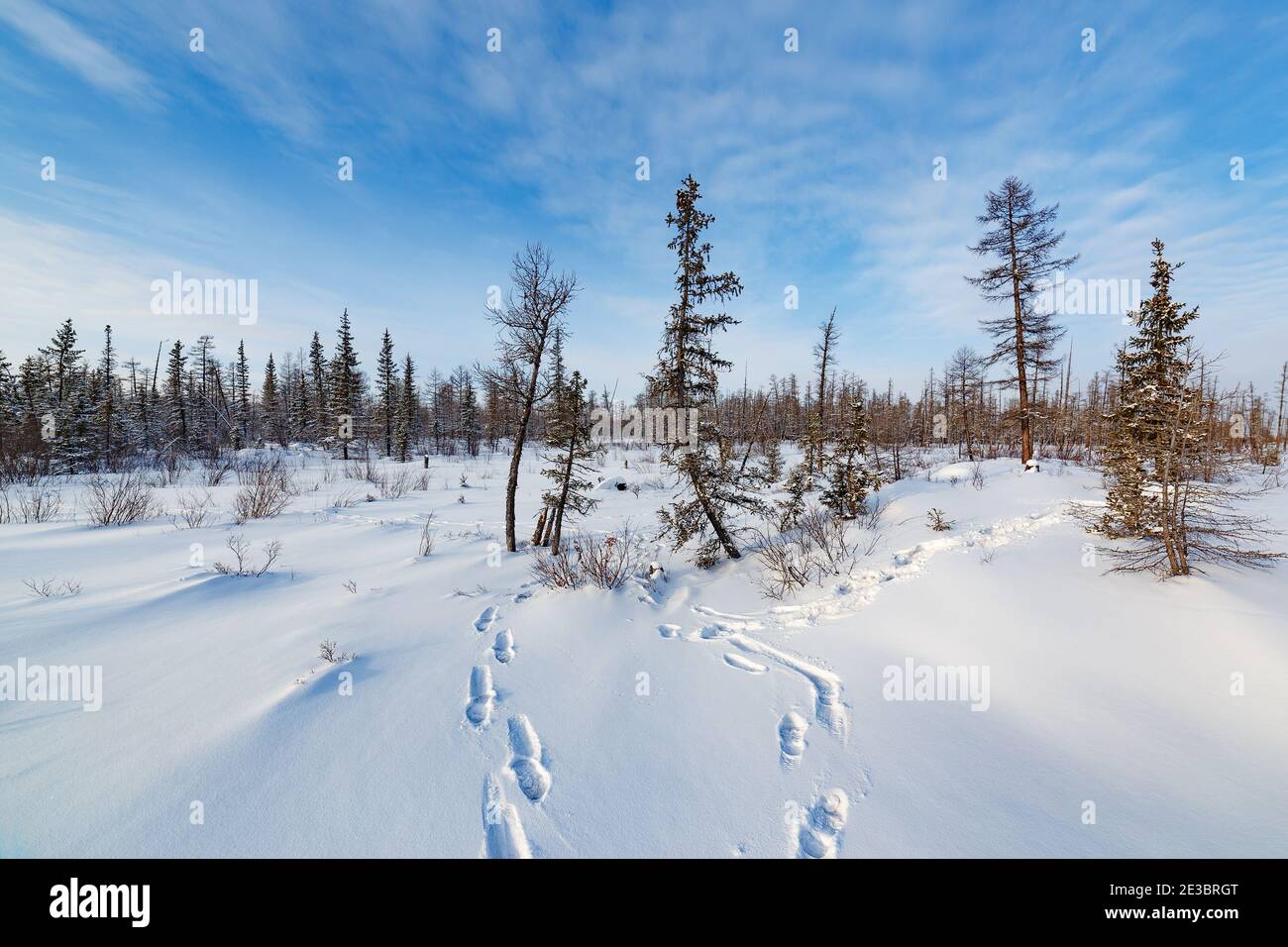 Arctic Tundra Trees