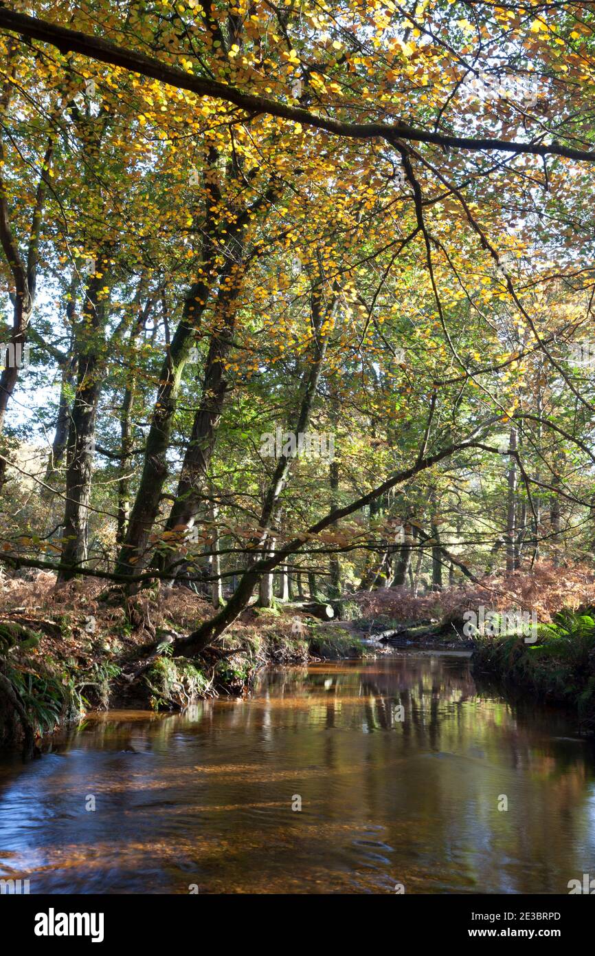 Amberwood new forest hi-res stock photography and images - Alamy