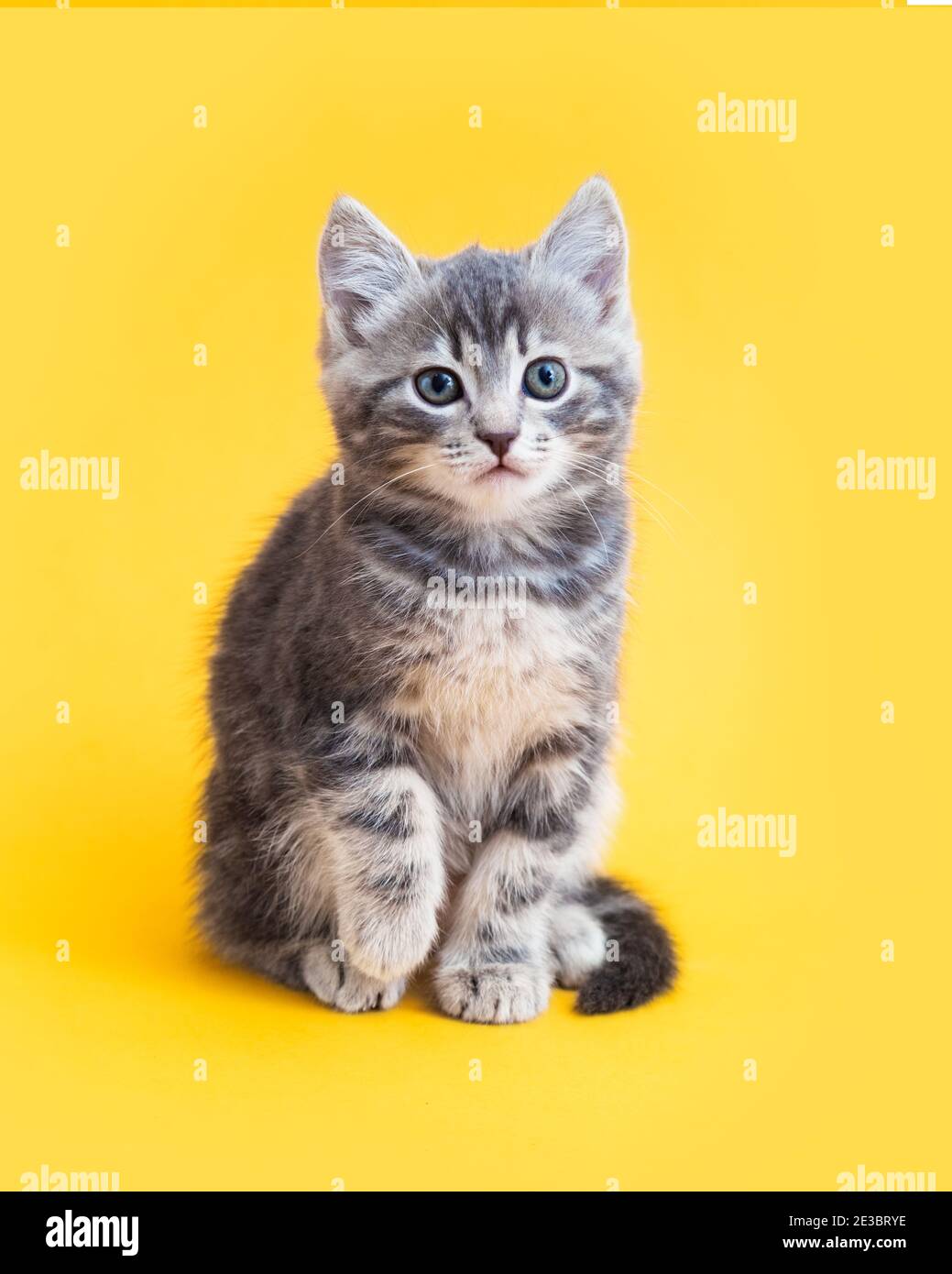 Cute Kitten on color yellow background. Gray small tabby cat isolated ...