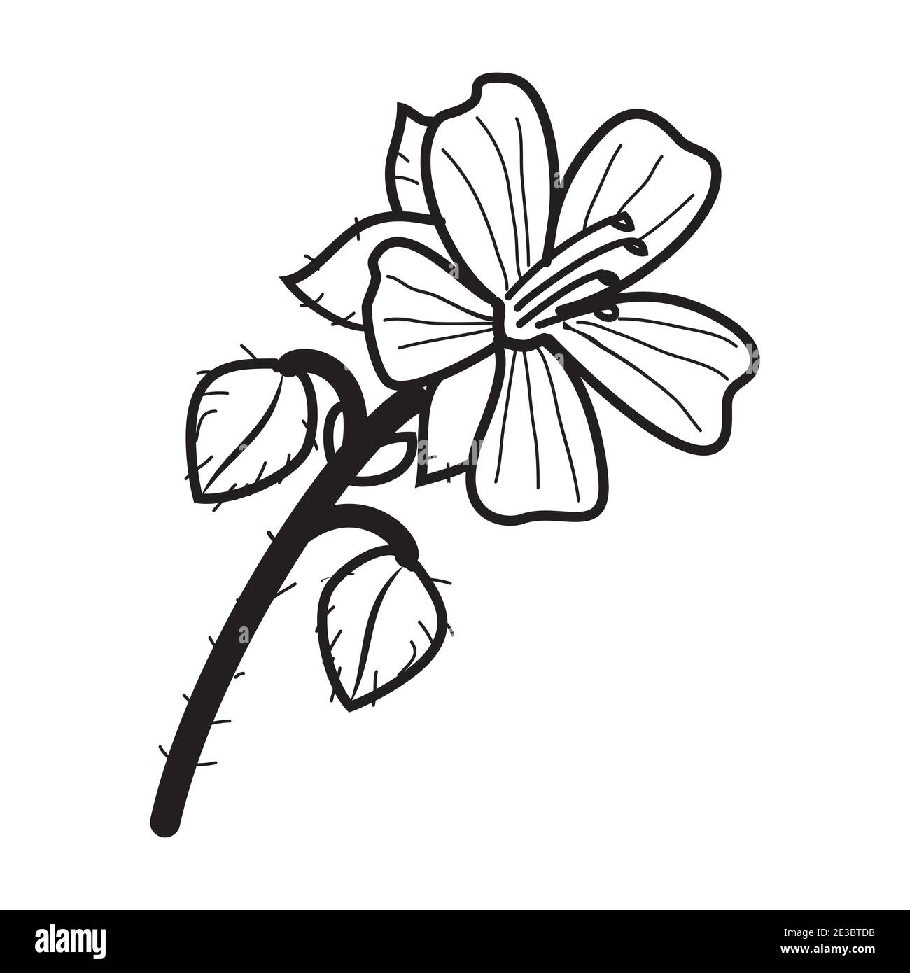 Outline Drawings Of Geraniums