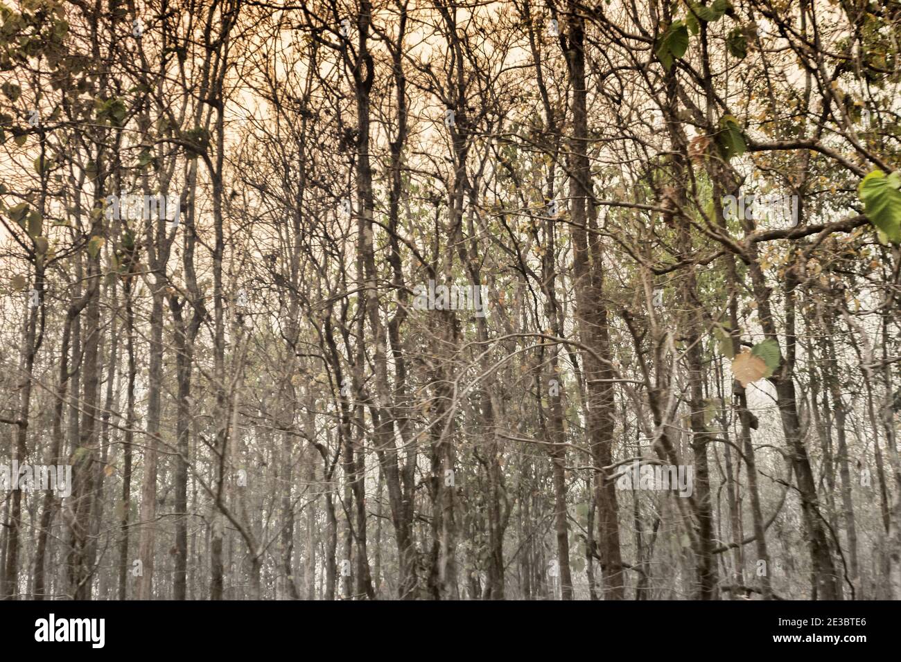 Tropical mountain forest in winter during the dry season, deciduous and ...