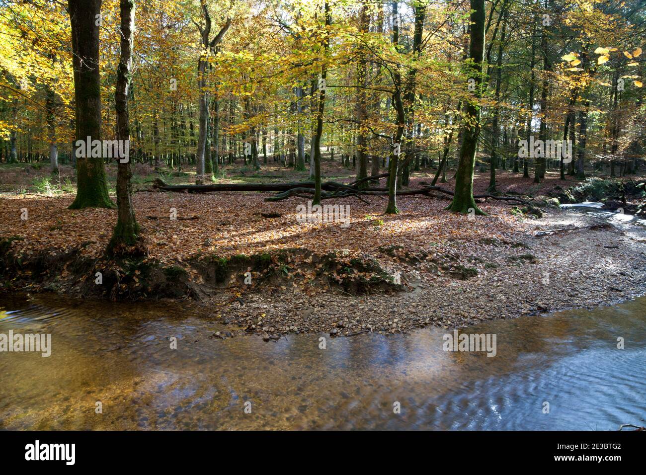 Amberwood new forest hi-res stock photography and images - Alamy