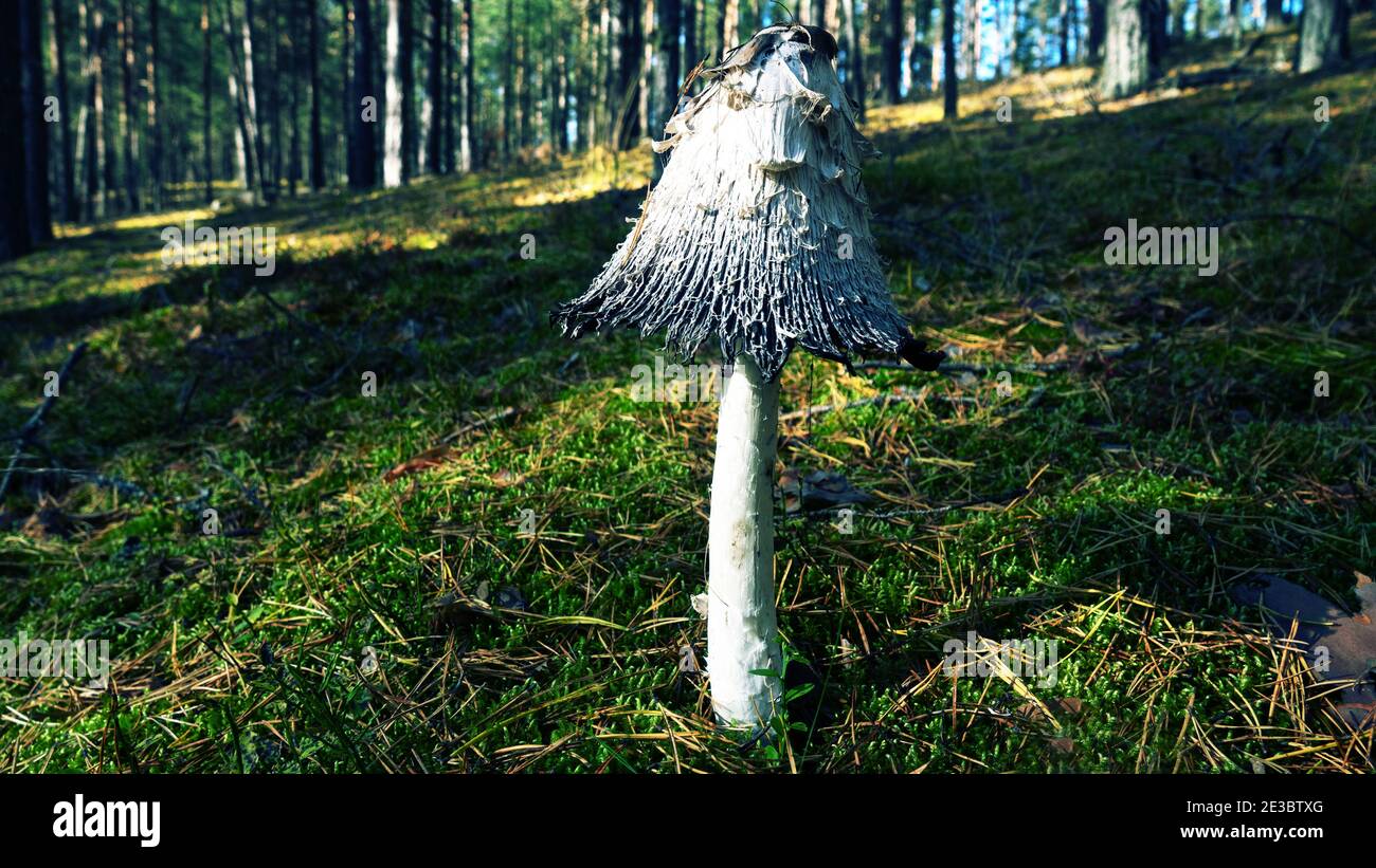 Old mushroom is dilapidated and resembles an old forest hut or old ...