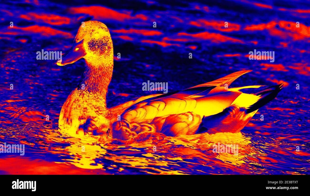Mallard in scientific high-tech thermal imager on night background ...