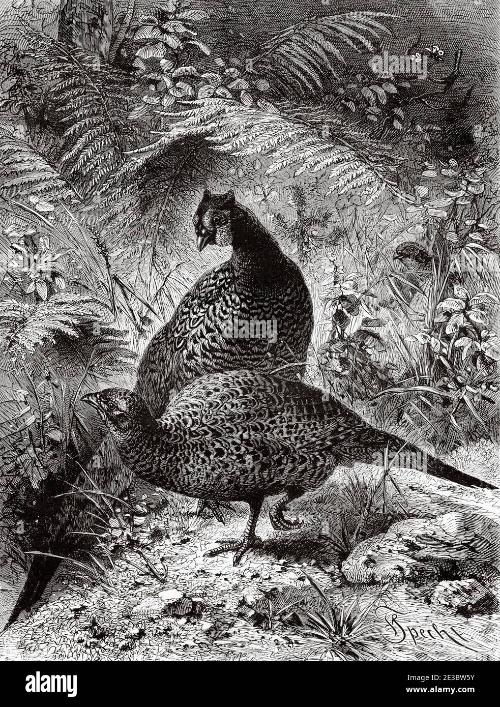 The noble pheasant (Lophura ignita) is a species of galliform bird in ...