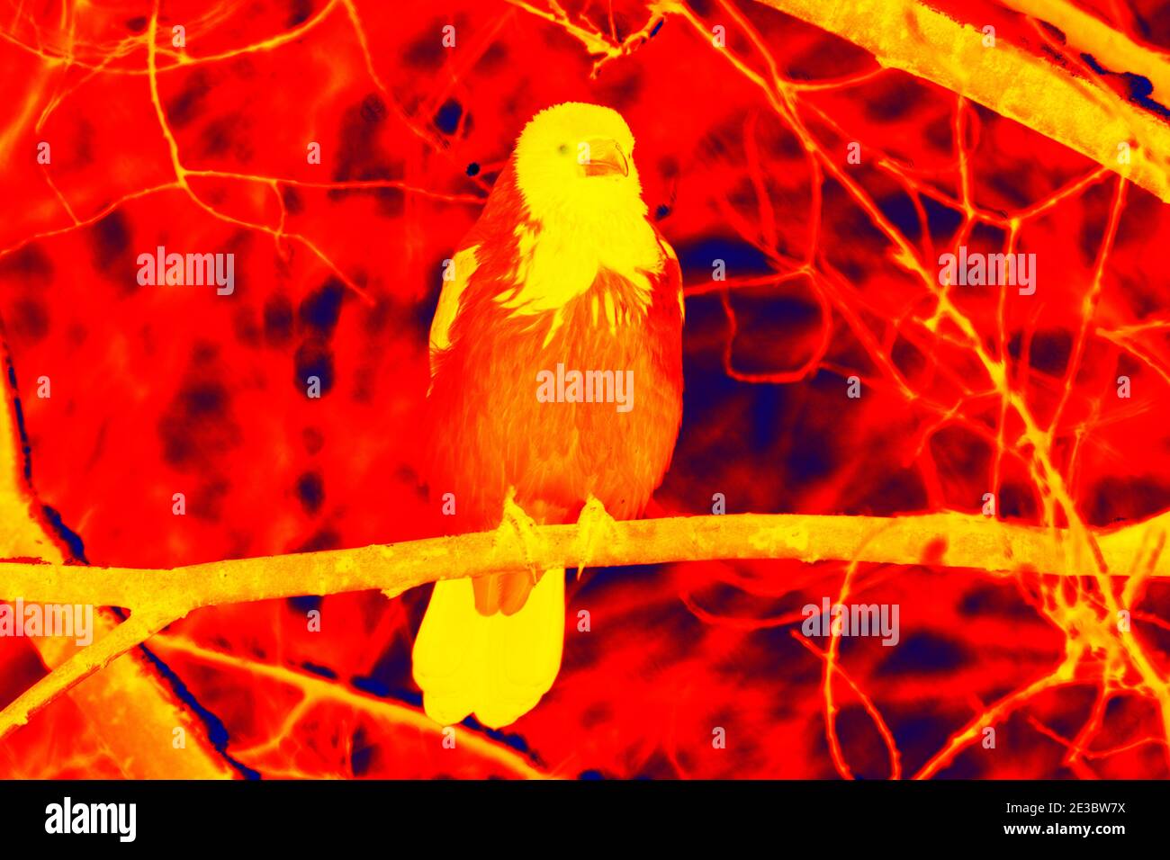 Hooded crow in scientific high-tech thermal imager on night background ...