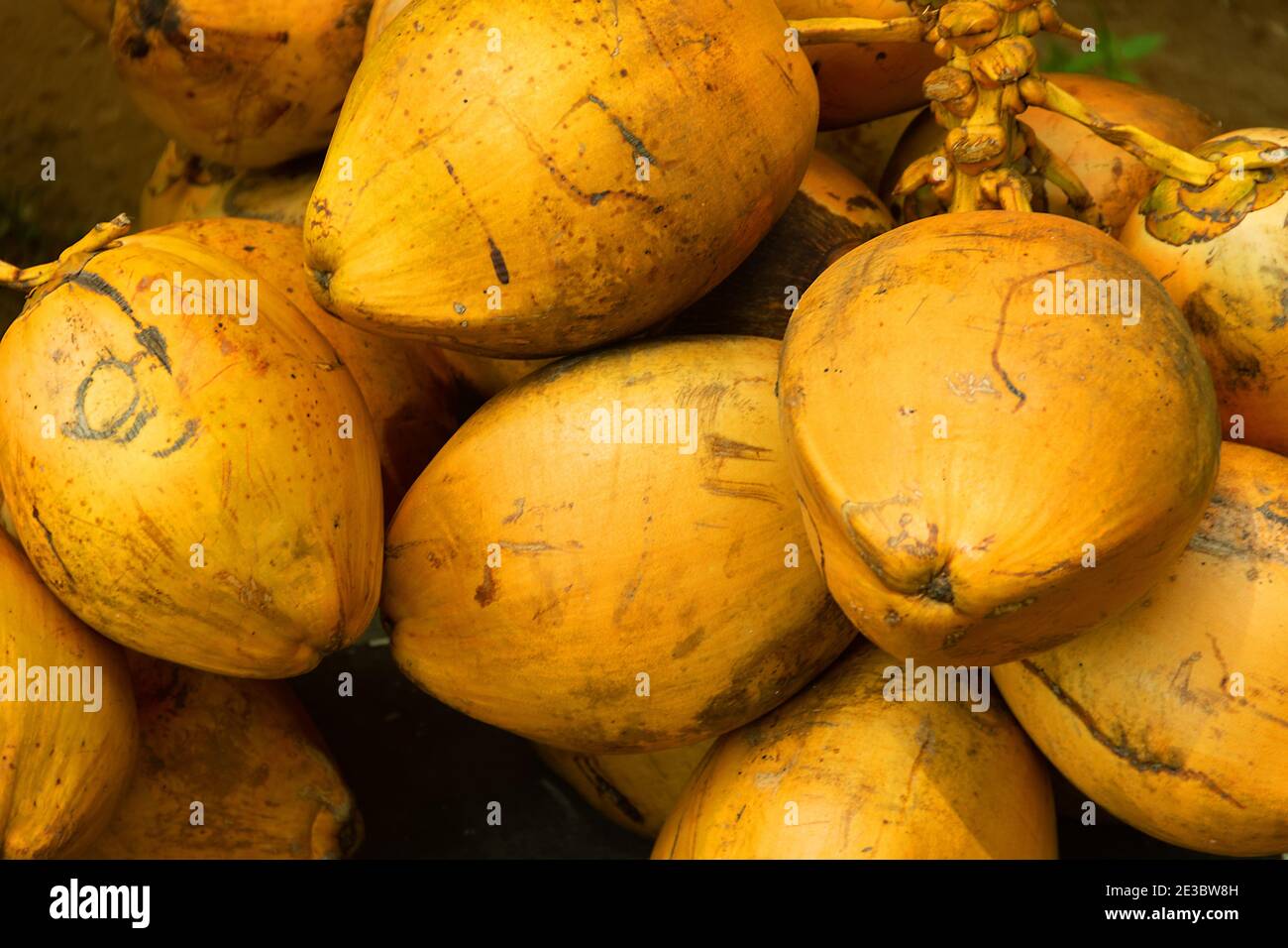 King coconut tree hi-res stock photography and images - Alamy