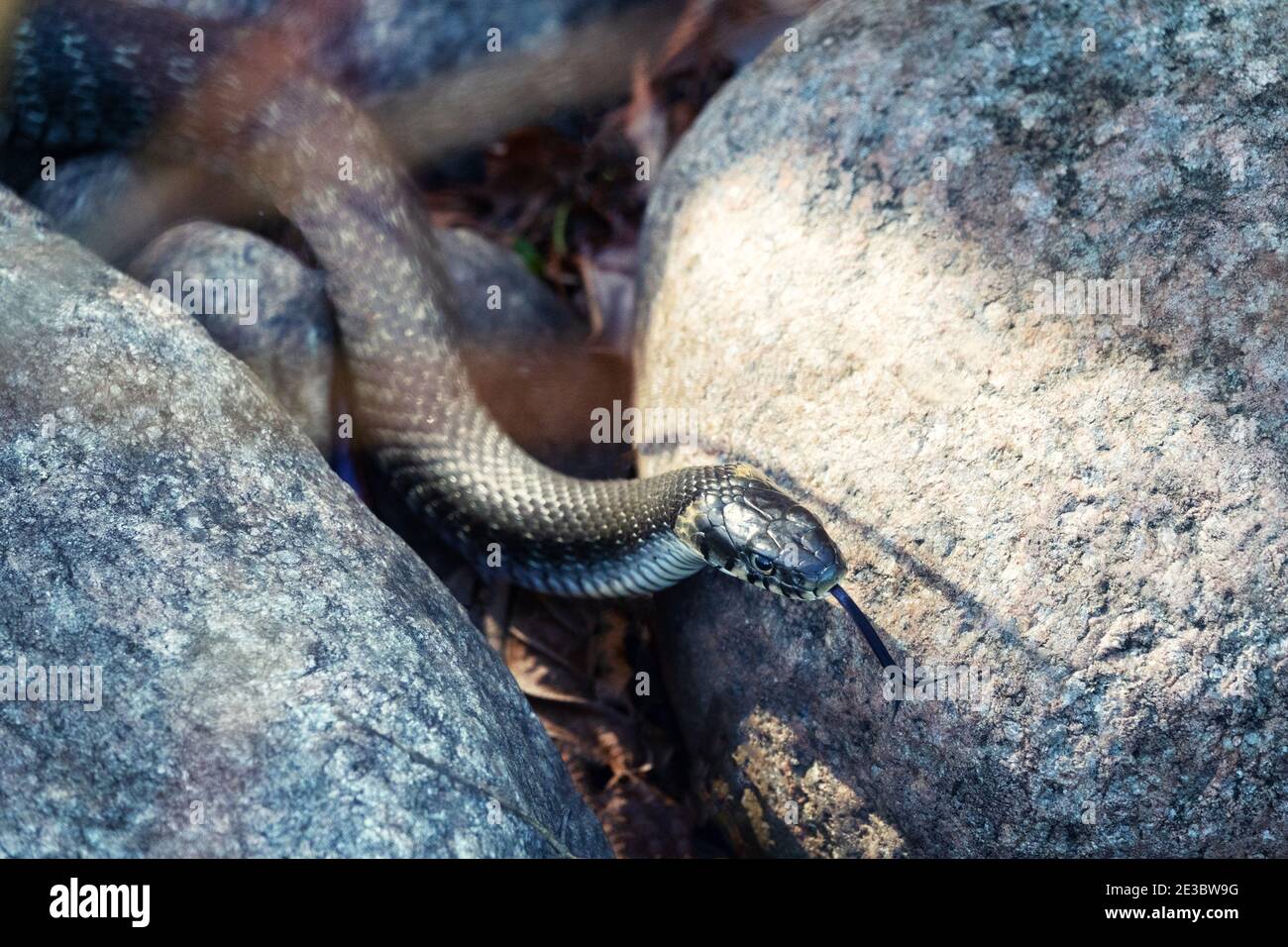 Common Grass-snake (Natrix natrix) from East Baltic sea coast, where ...
