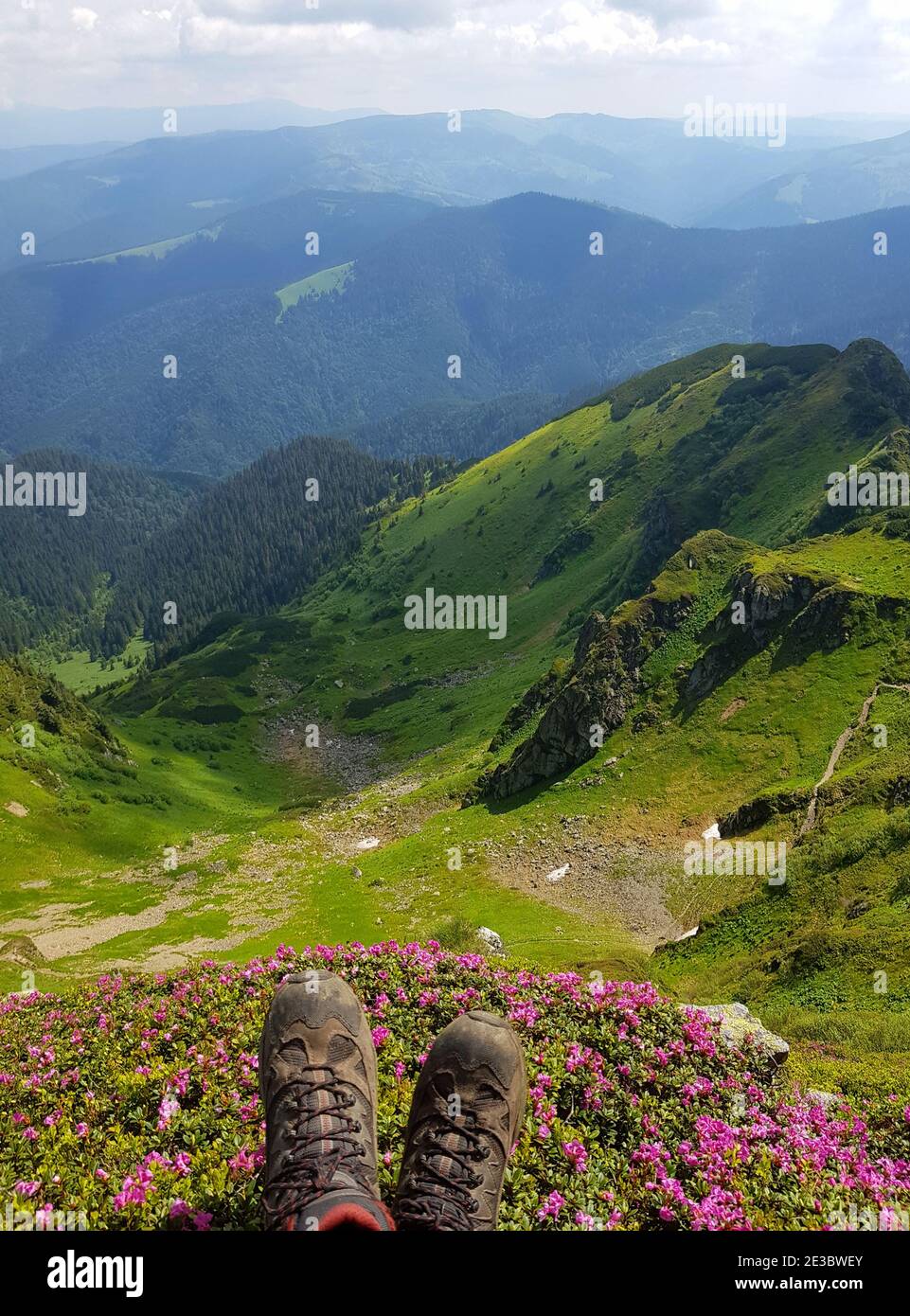 Rhododendron kotschyi in alpine hi-res stock photography and images - Alamy