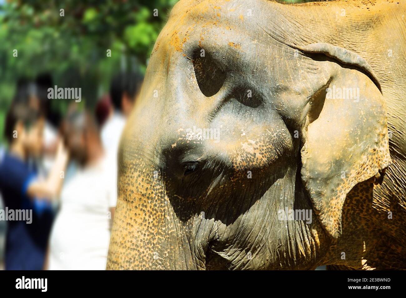Head of an old Indian elephant, wrinkled skin Stock Photo - Alamy