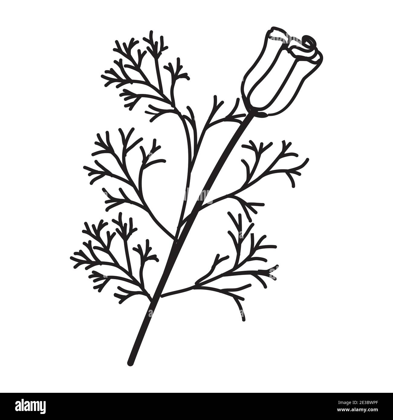 Poppy Floral Hand Drawn. Vector Design Illustration Sign Logo Stock ...