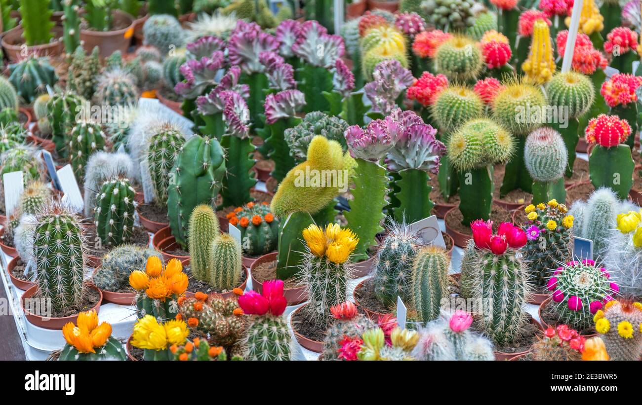 Colourful Cactus Plants and Flowers at Florist Shop Stock Photo - Alamy