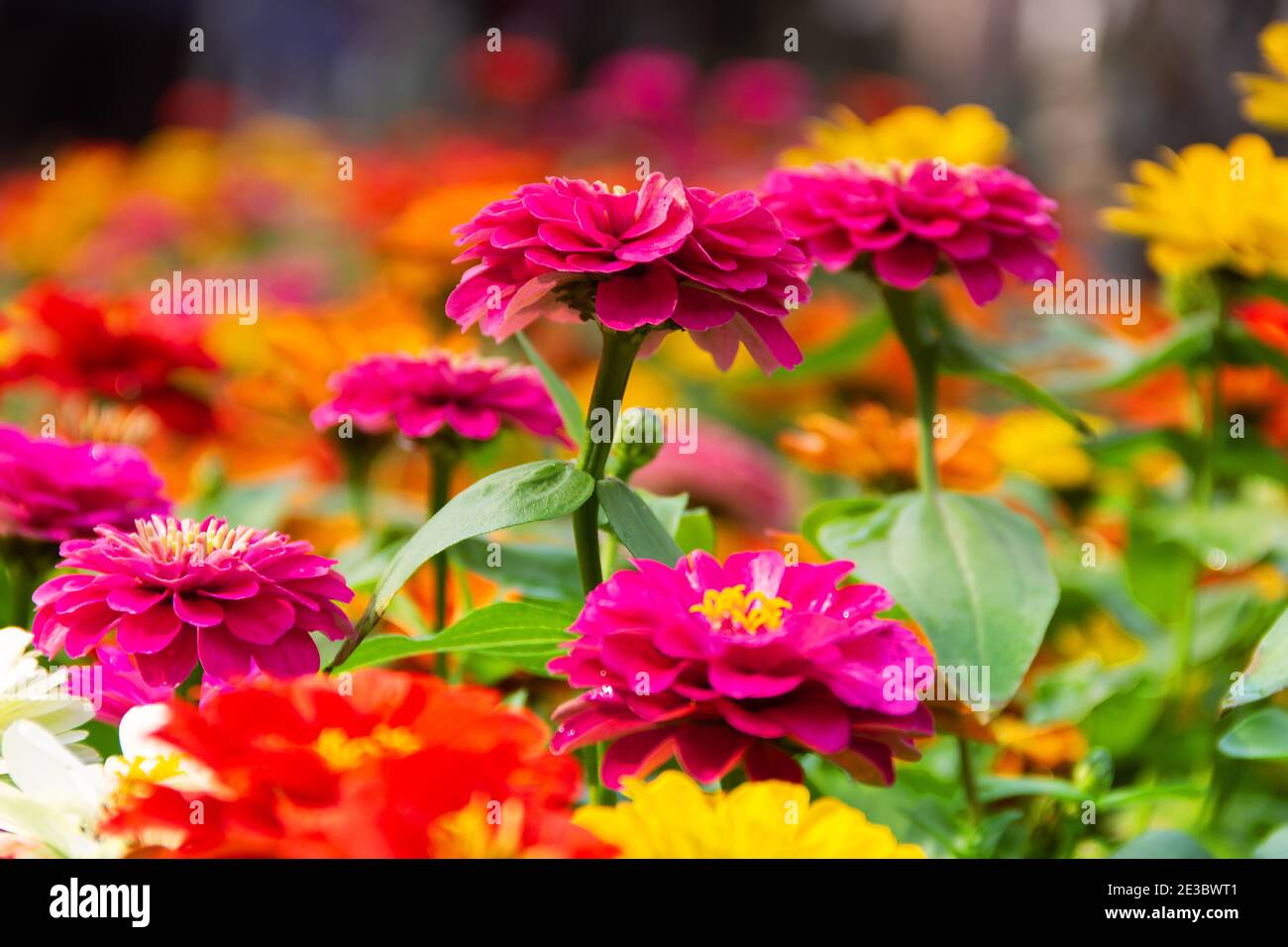 Marigolds and other northern ornamental flowers grow in flower beds in ...