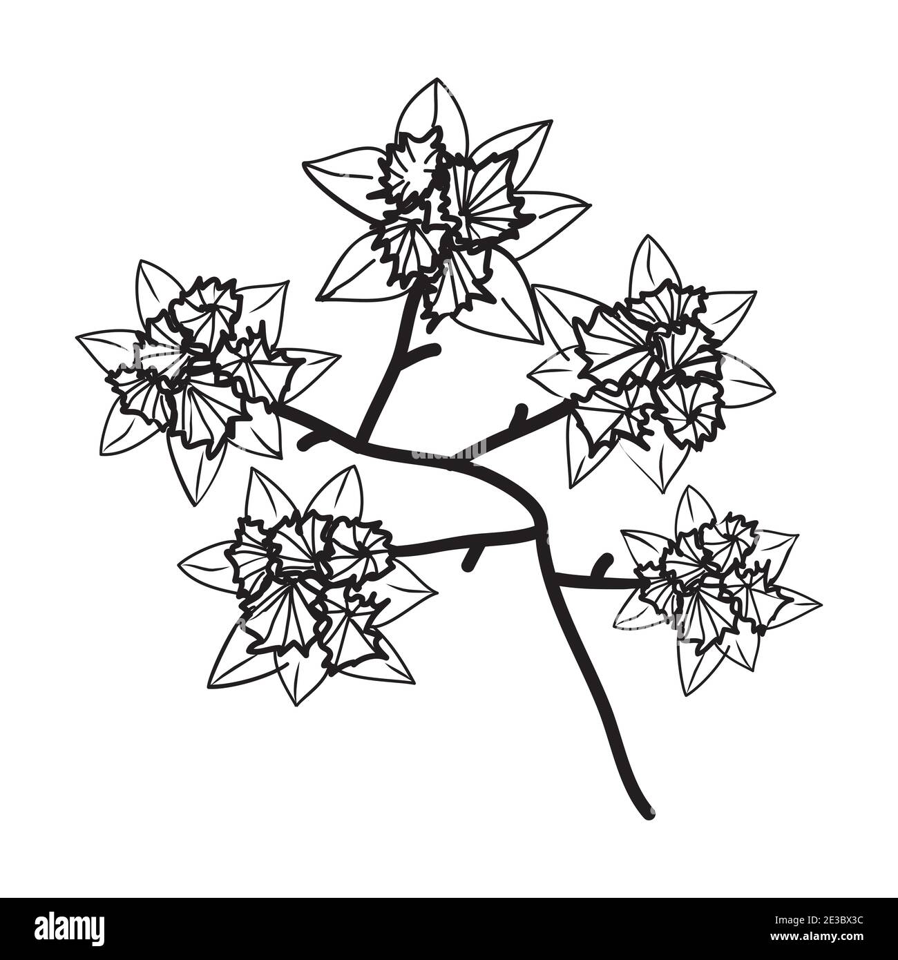 Statice flower Black and White Stock Photos & Images - Alamy