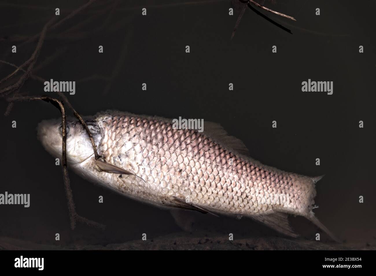 Dead Chinese carp (White amur, Ctenopharyngodon idella) in the pond ...