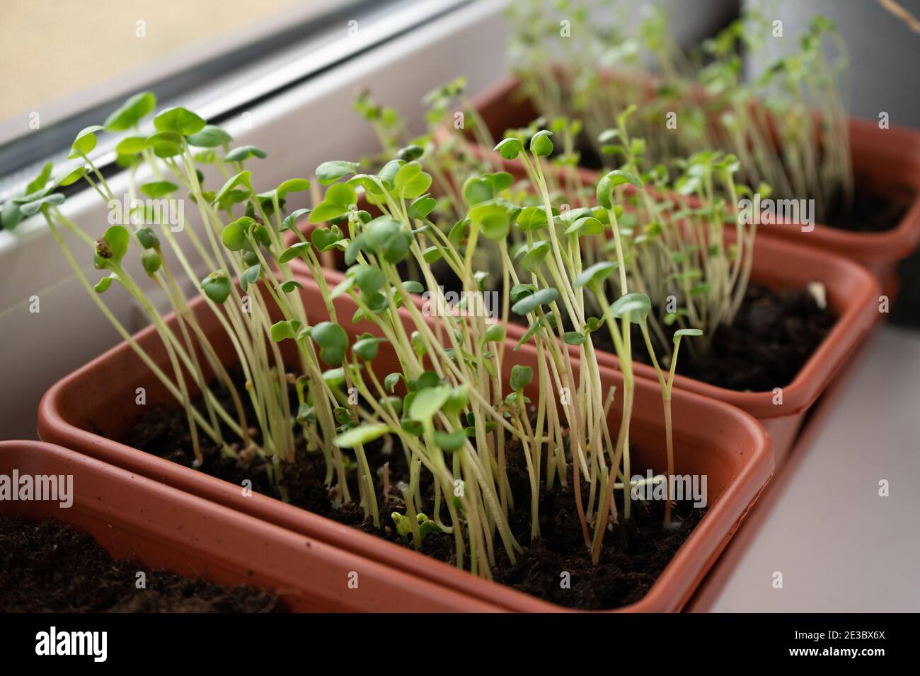 Group of vegetable pots window hi-res stock photography and images - Alamy